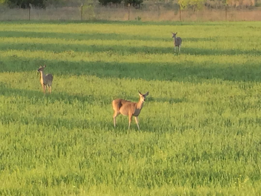 The Hunter’s Guide to Supplemental Feeding | Feed Bandit Podcast