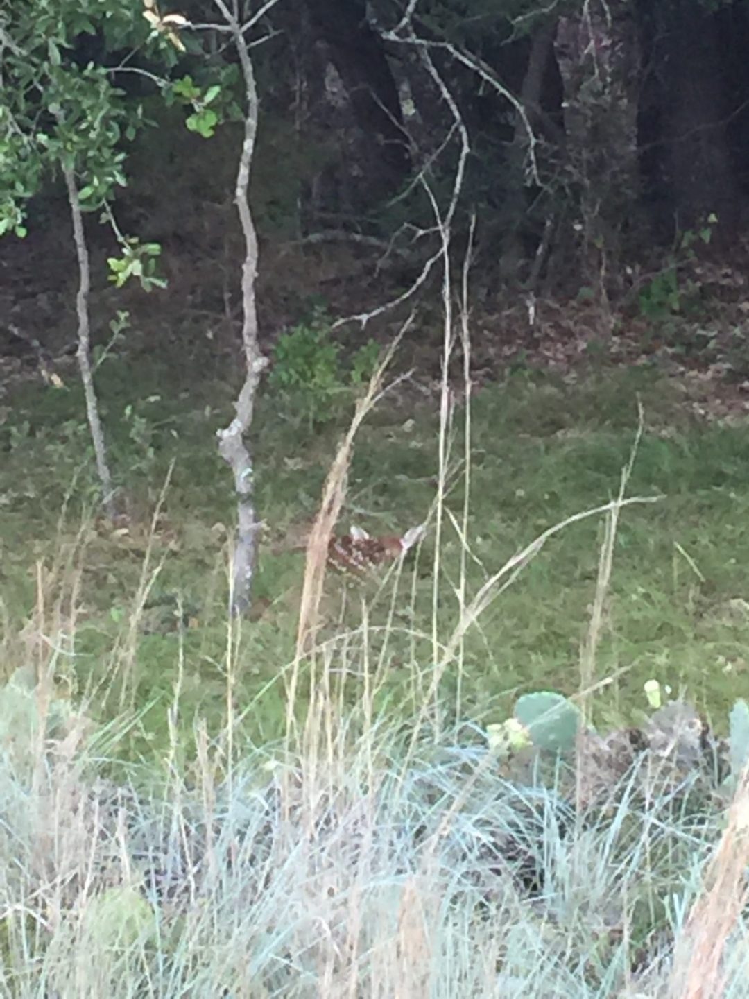 The Hunter’s Guide to Supplemental Feeding | Feed Bandit Podcast