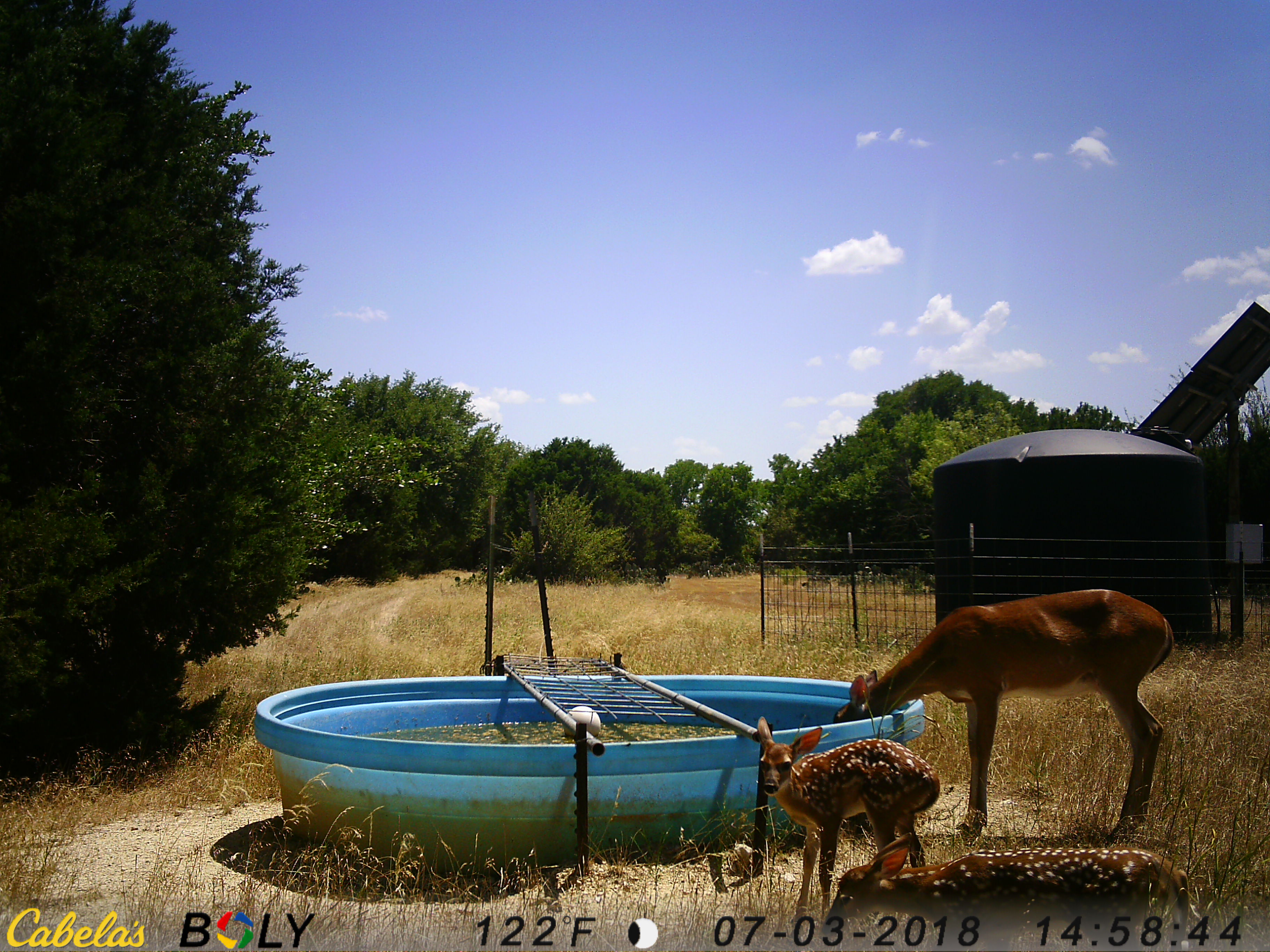 Supplemental Water for Wildlife | Feed Bandit