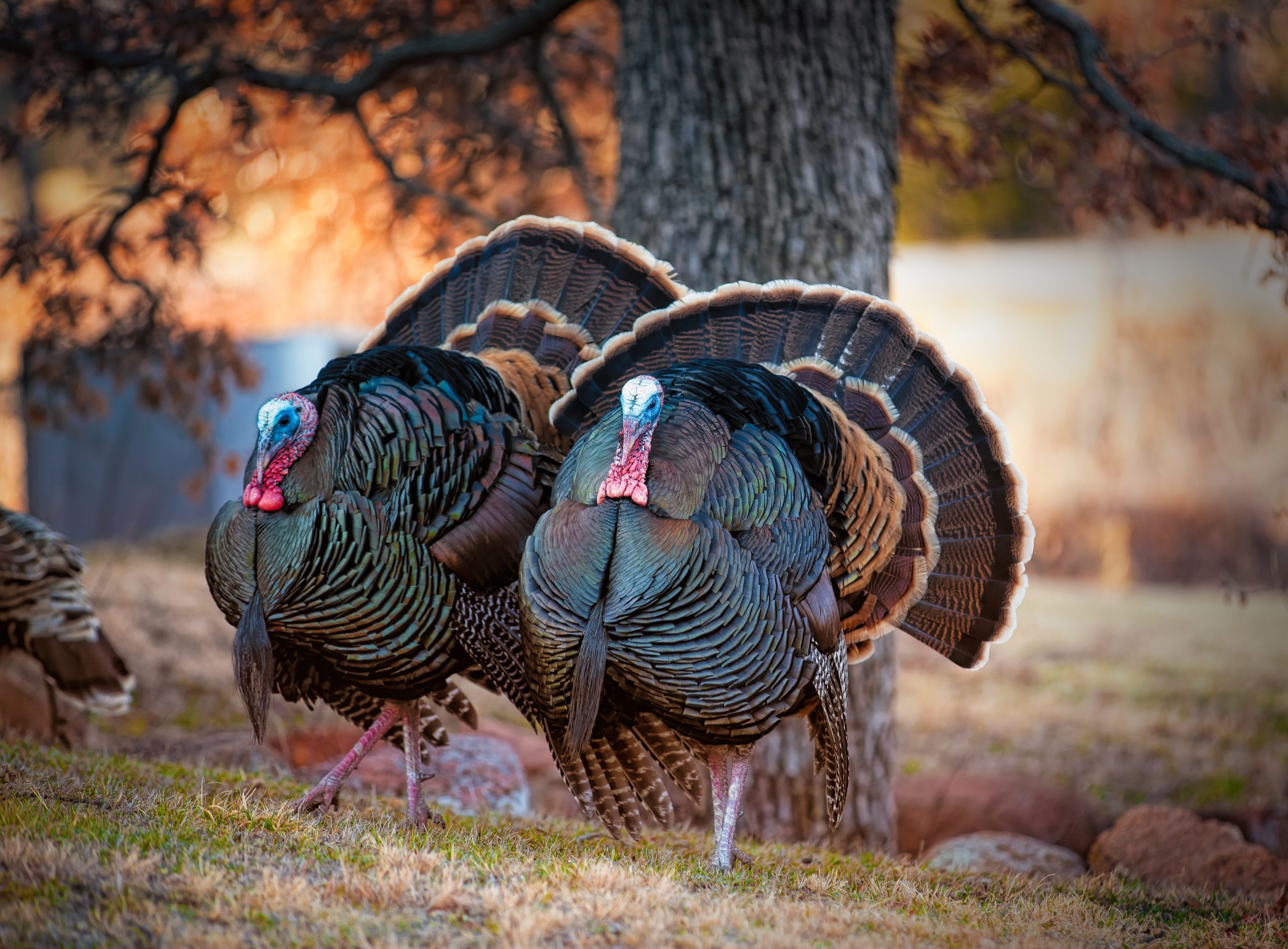 About the North American Turkey | Feed Bandit